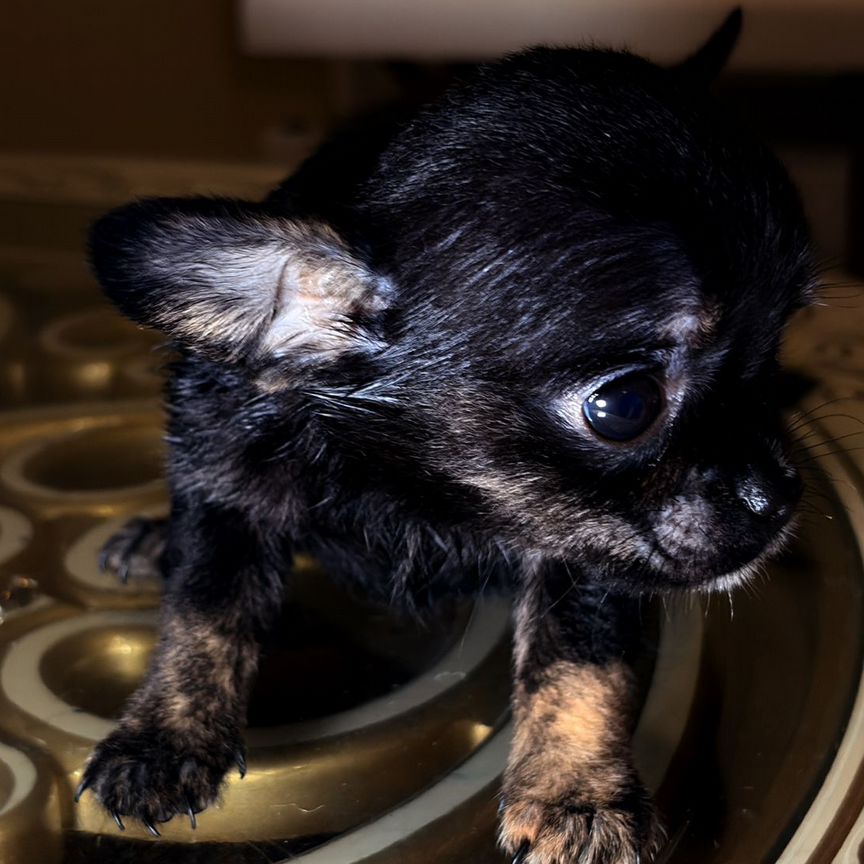 Чихуахуа, щенок