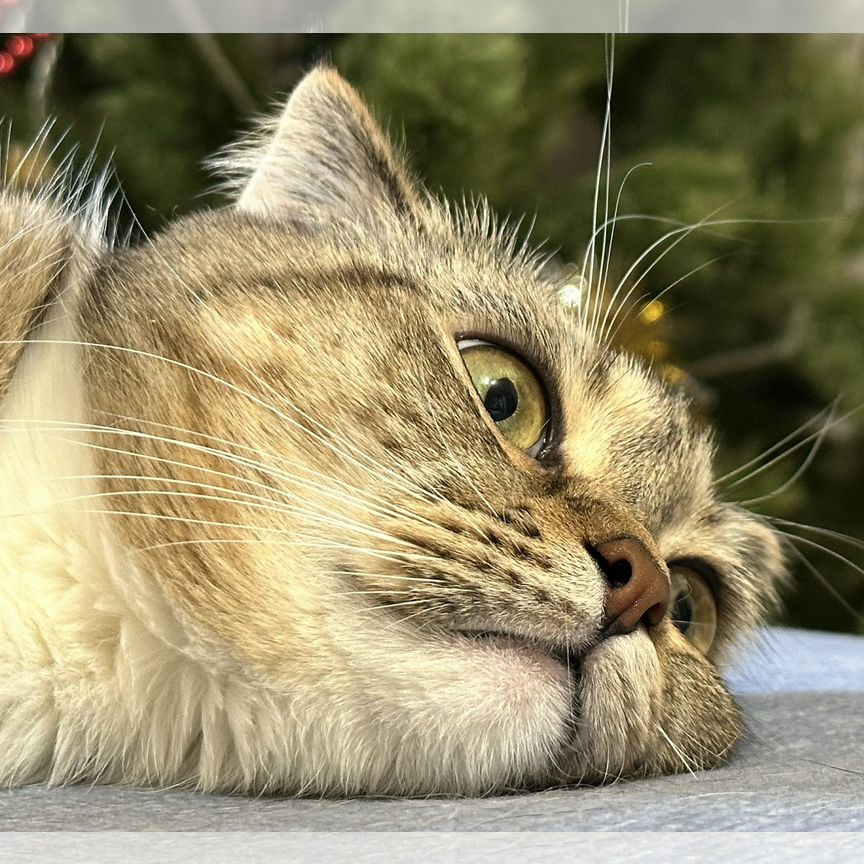 Взрослая кошка в добрые руки