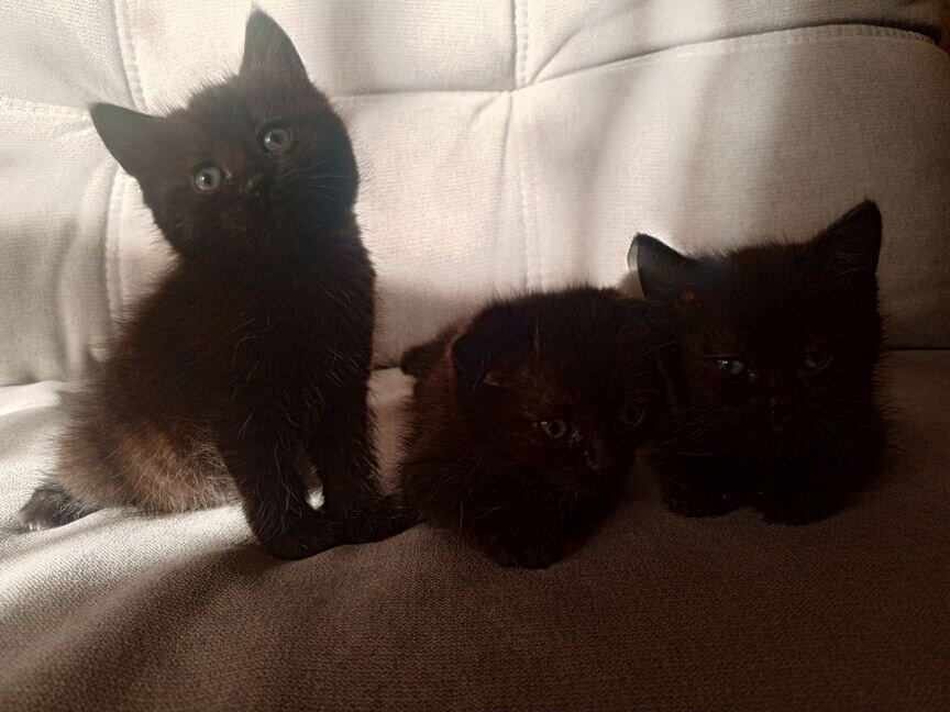 Британские котята