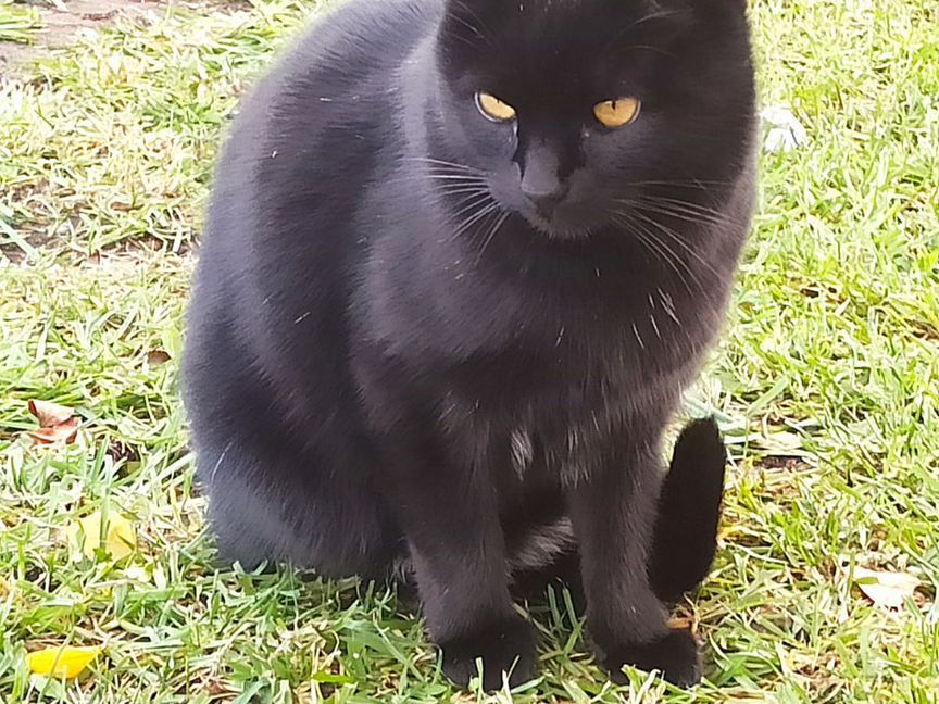 Кошка
