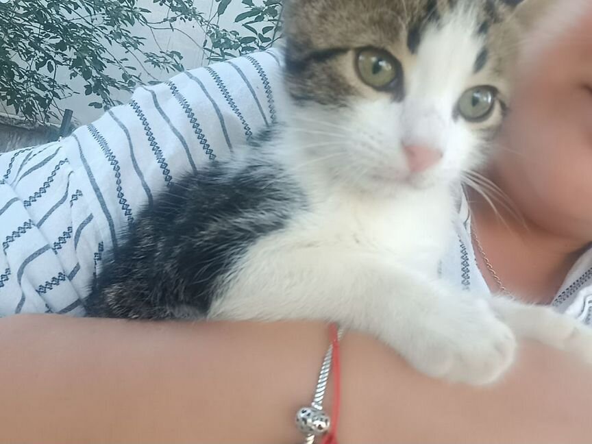 Котенок арбузик