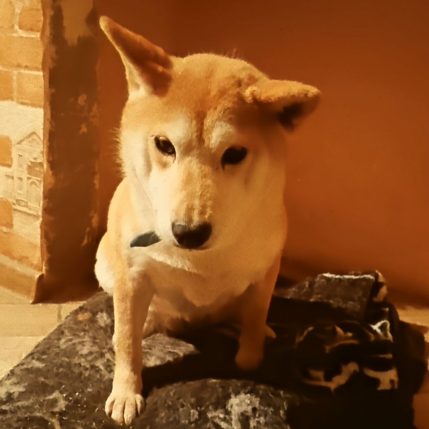 Сиба-ину, взрослая собака