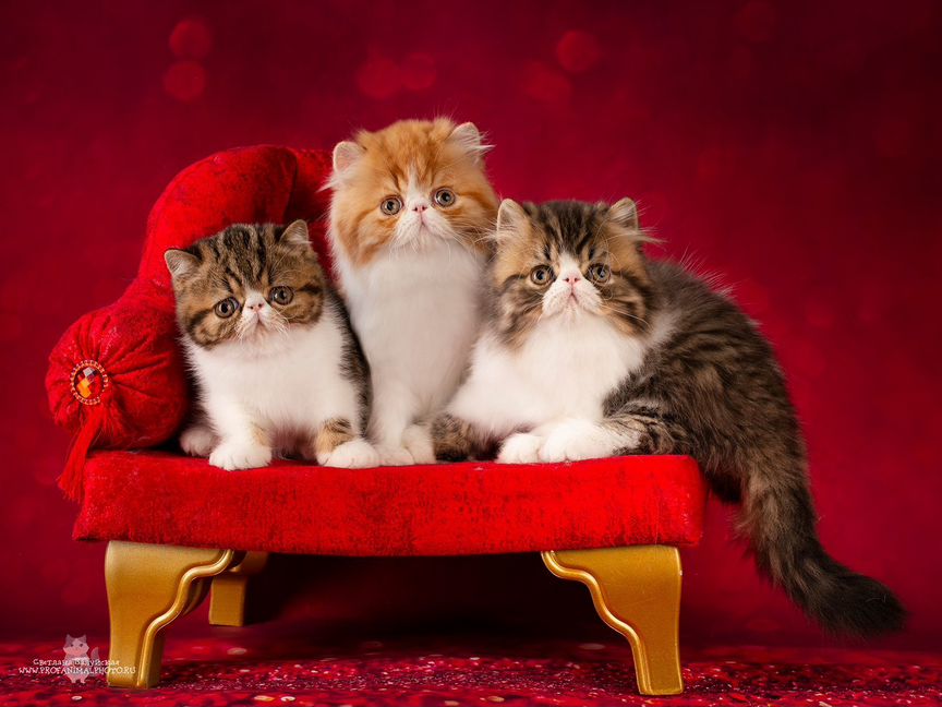 Котята персы и экзоты