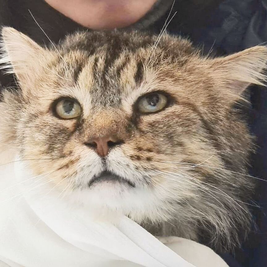 Котик Ричард