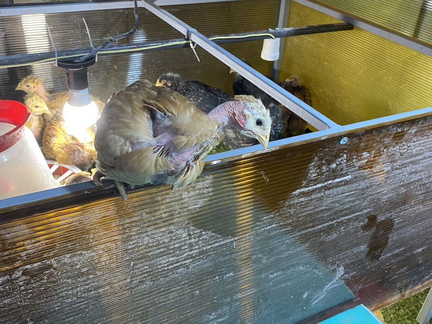 Цыплята подрощенные