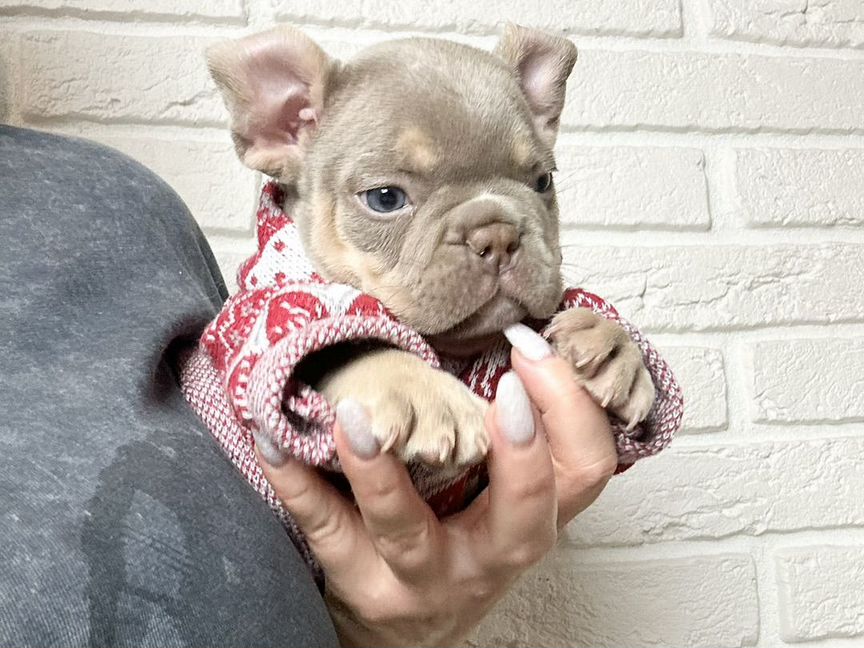 Бульдожки изабелки