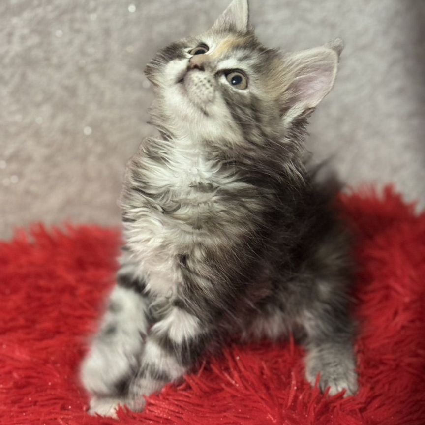 Мейн-кун котёнок