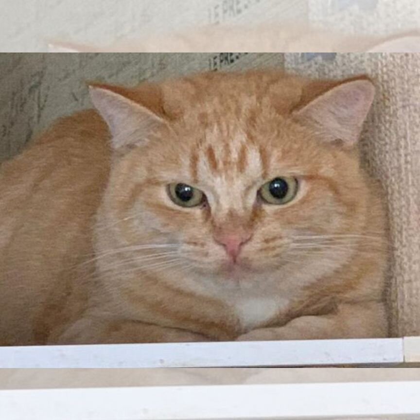 Кот