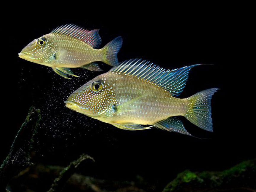 Сатаноперка Леукостика