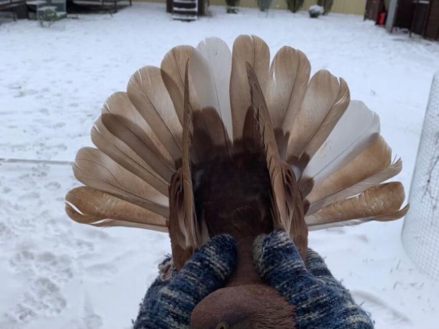 Голуби Николаевские