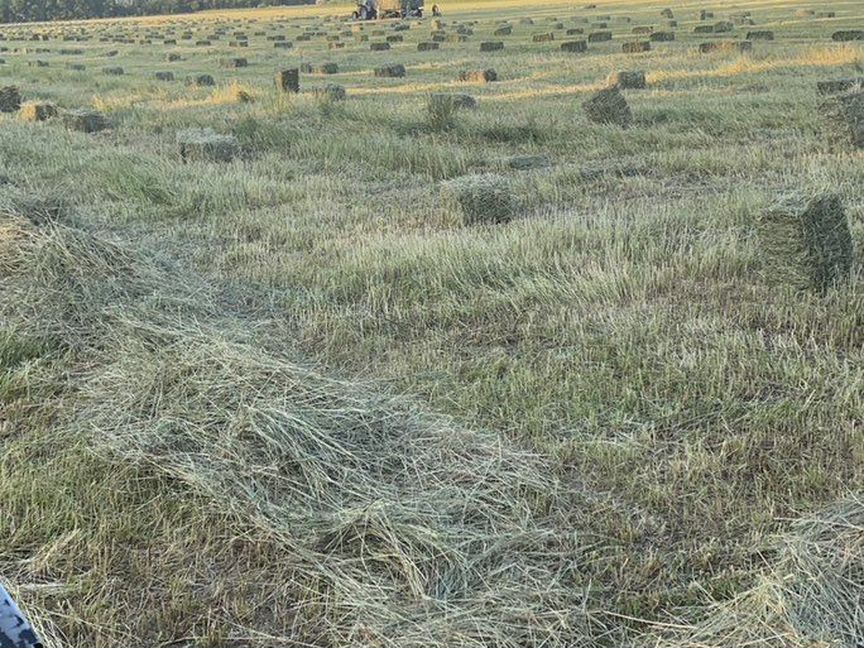 Сено в тюках