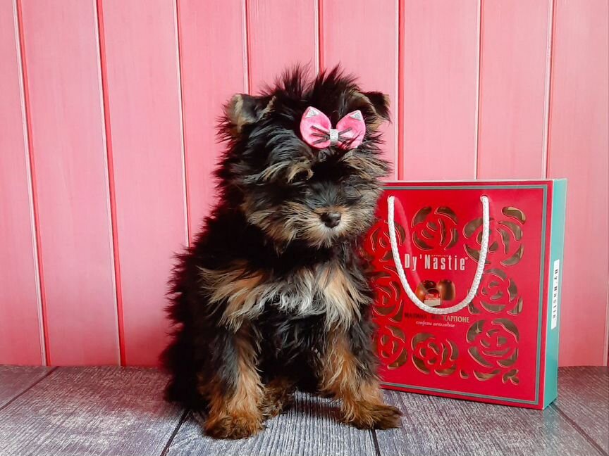 Йорочка, три месяца