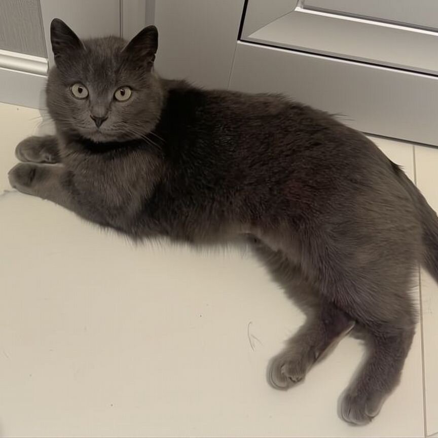 Взрослая, Девочка кошка в добрые руки