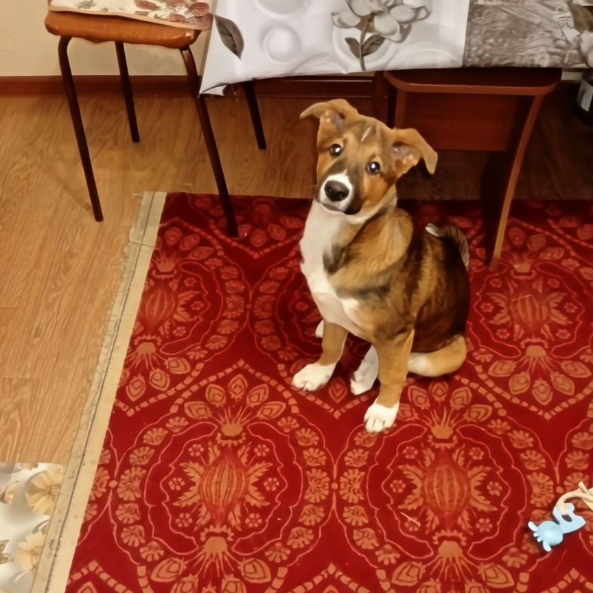 Щенок от частного владельца