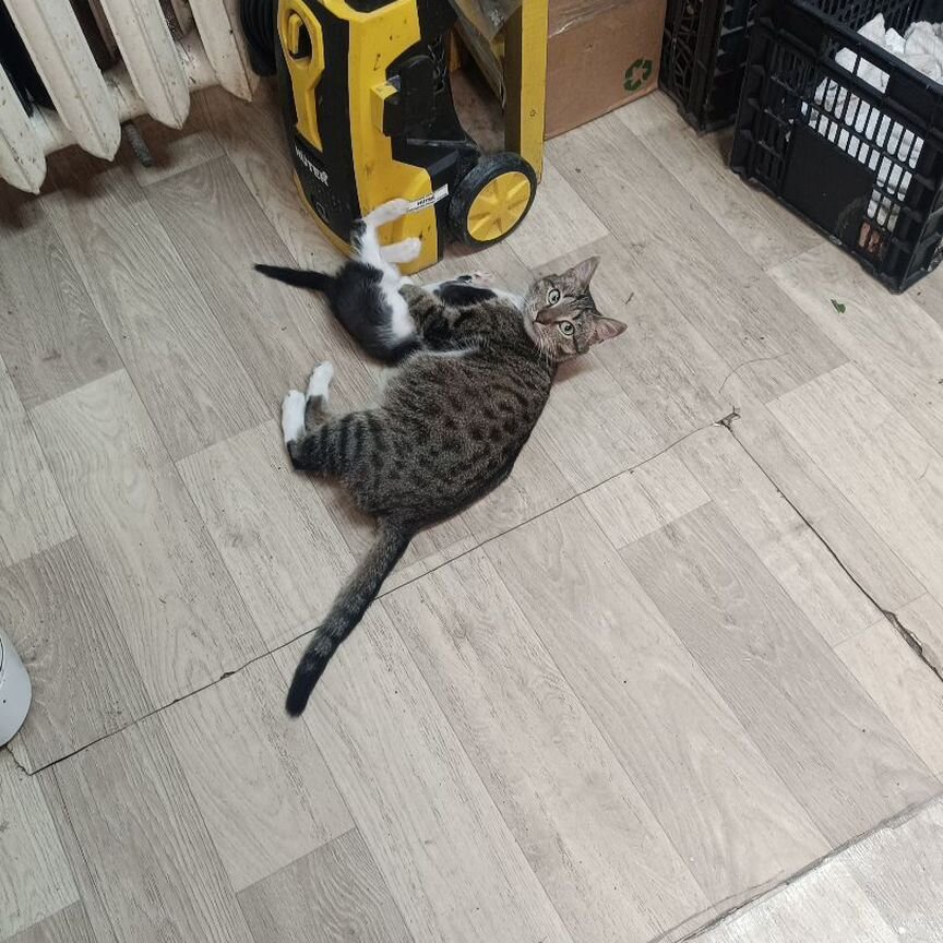 Отдам котика в добрые руки