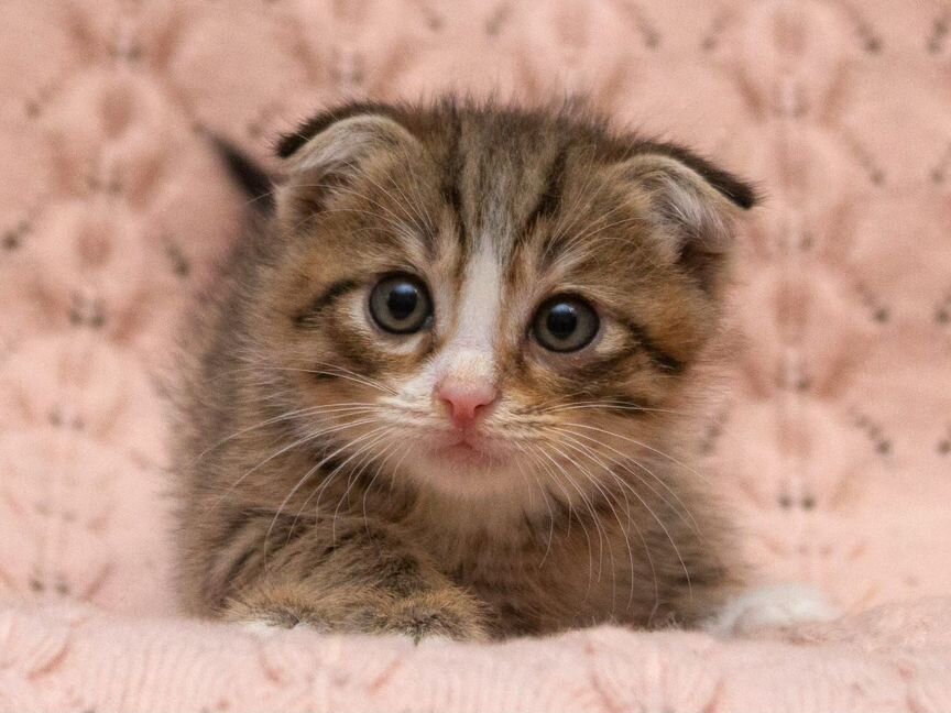 Нежный малыш Шпротик котёнок мальчик