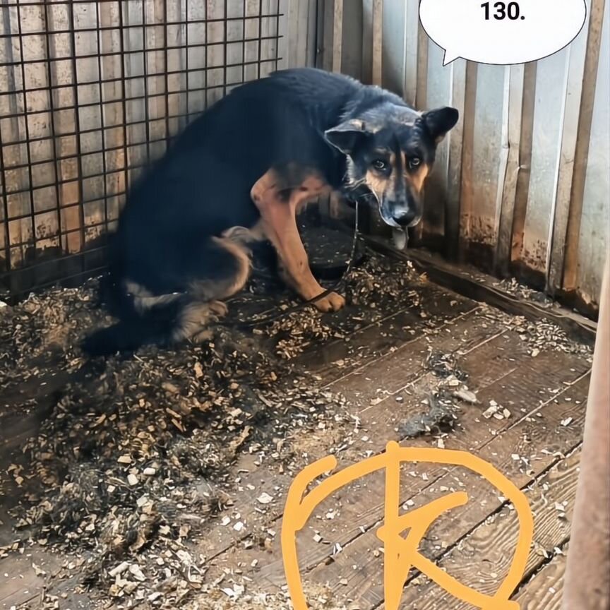 Взрослый пёс в добрые руки