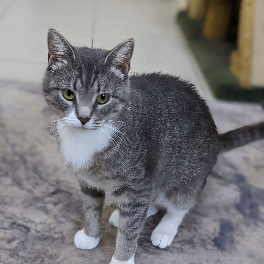 Мышка в поисках семьи