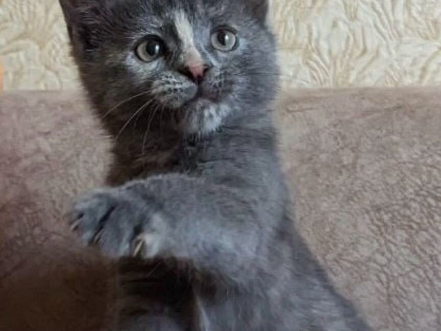 Красавица котенок Мирабелла 2,5 месяца в дар