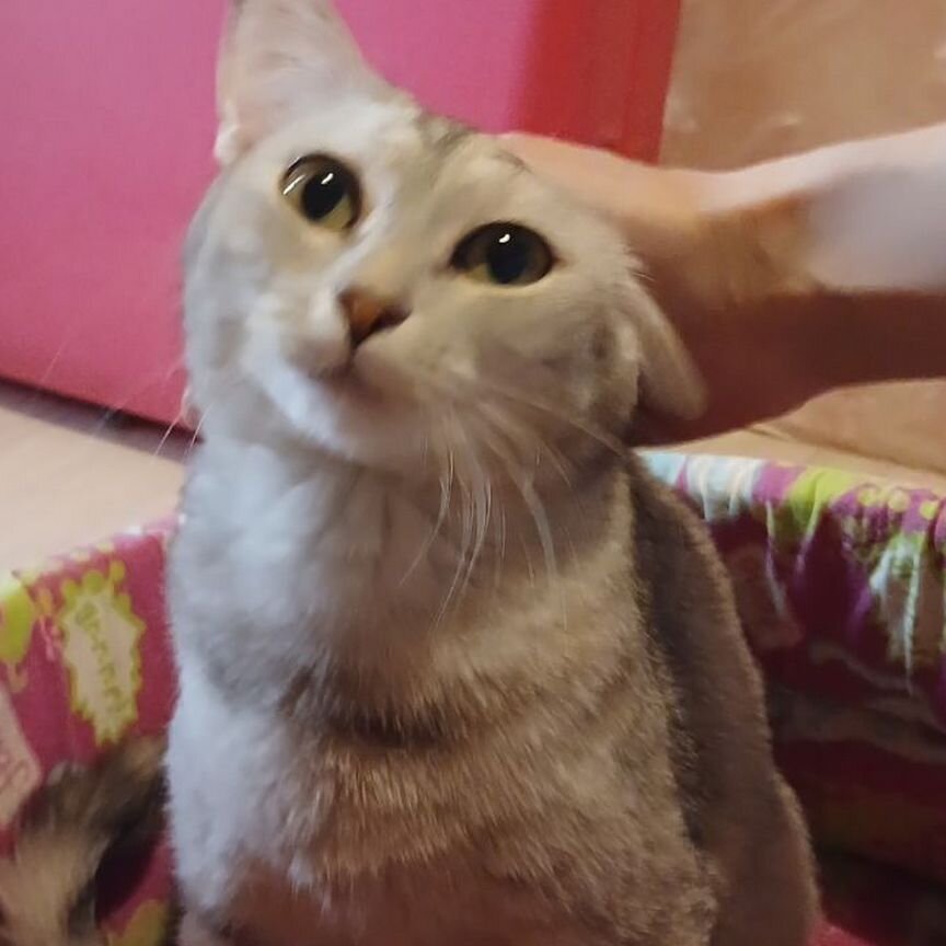 Кошка
