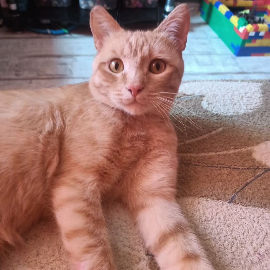Котенок котик