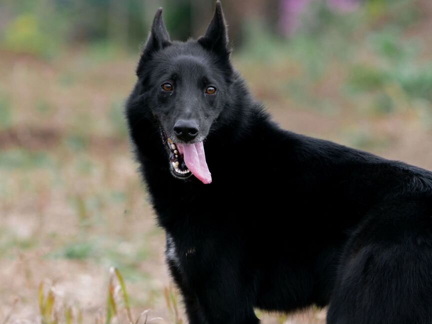 Собака Котик