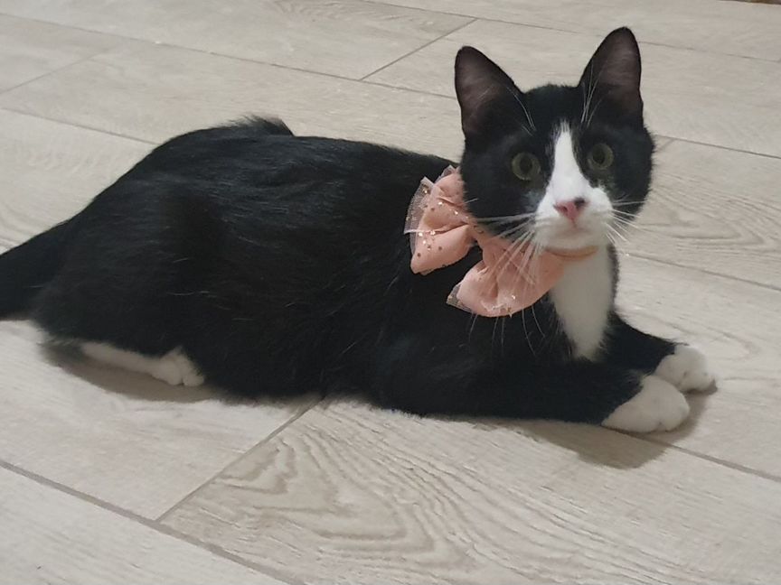 Котик в добрые руки