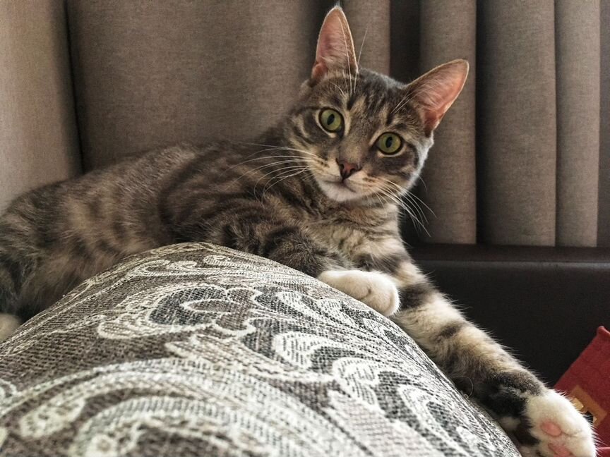 Котик Марс в добрые руки