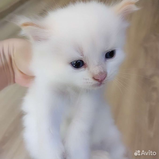 Белый пушистый котенок, кошка