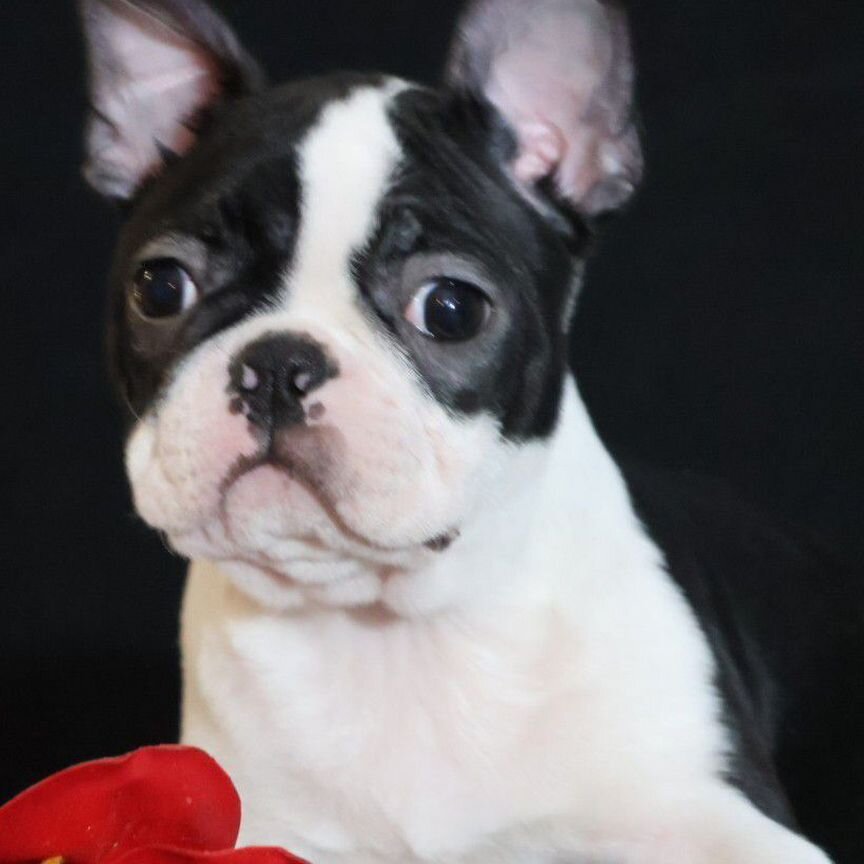 Бостон-терьер, щенок