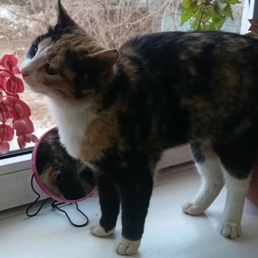 Взрослая, кошка в добрые руки