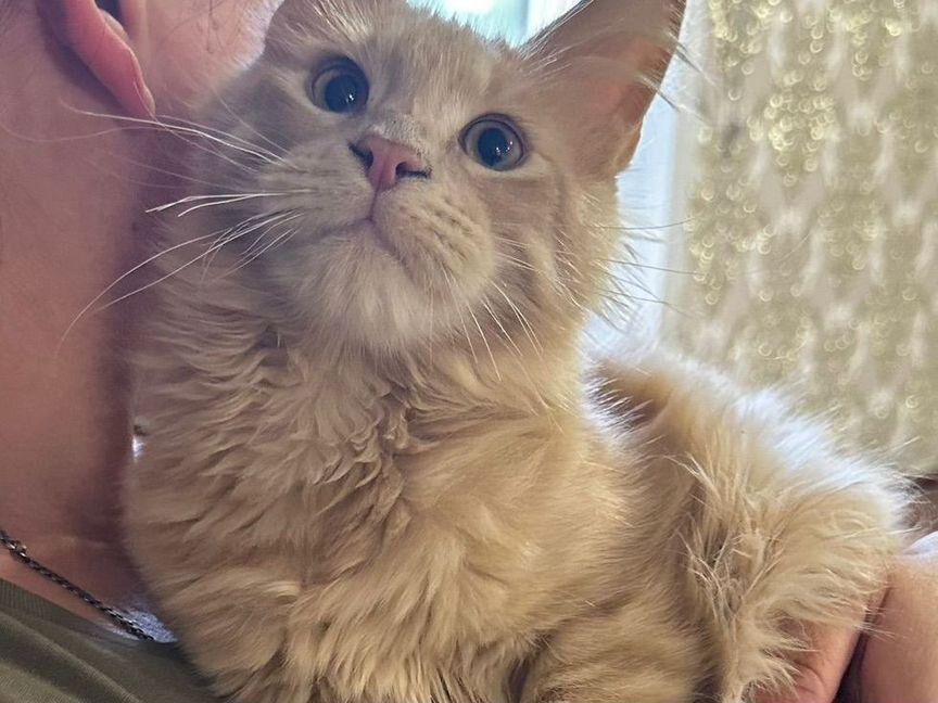 Котята мейн-кун