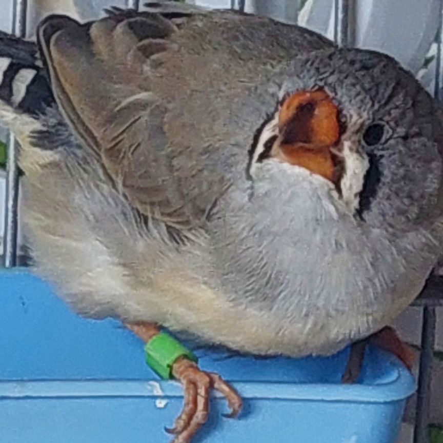 Зебровые амадины птенцы