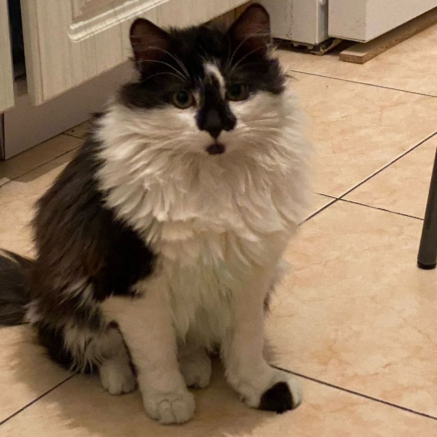 Котенок, мальчик