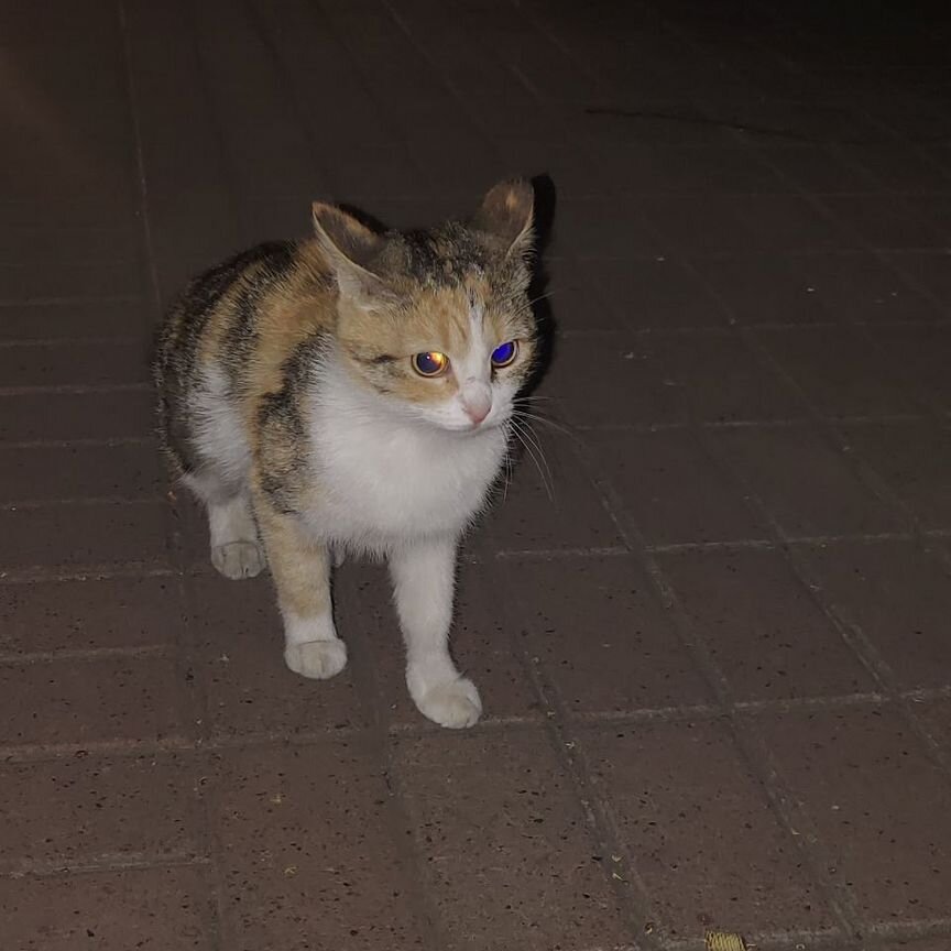Беременная кошечка в добрые руки