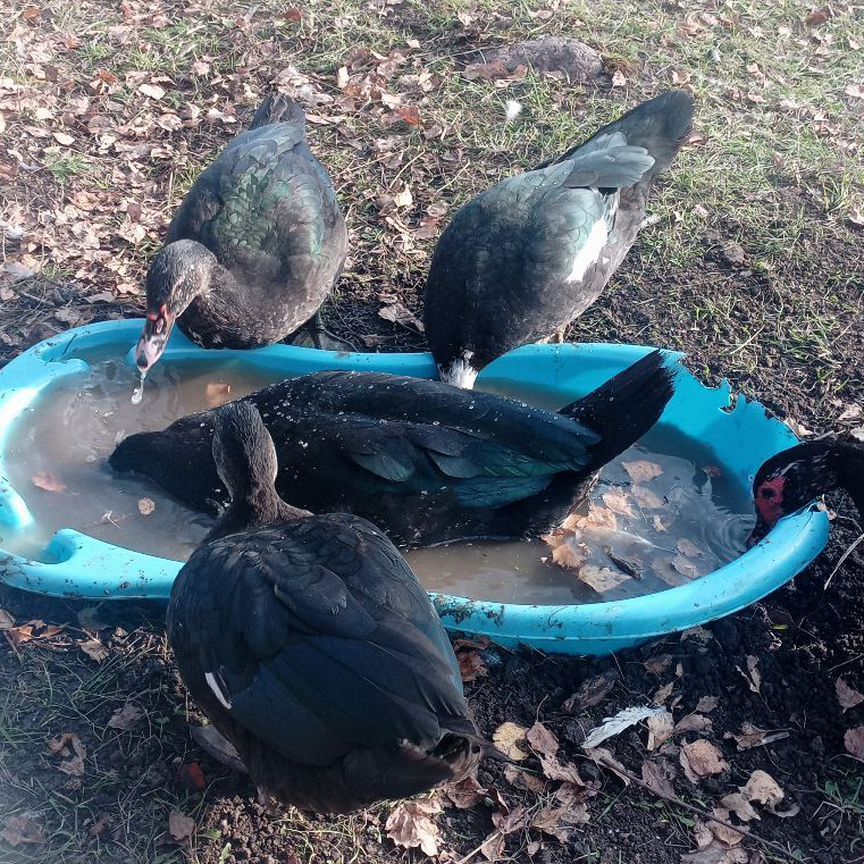 Мускусные утки