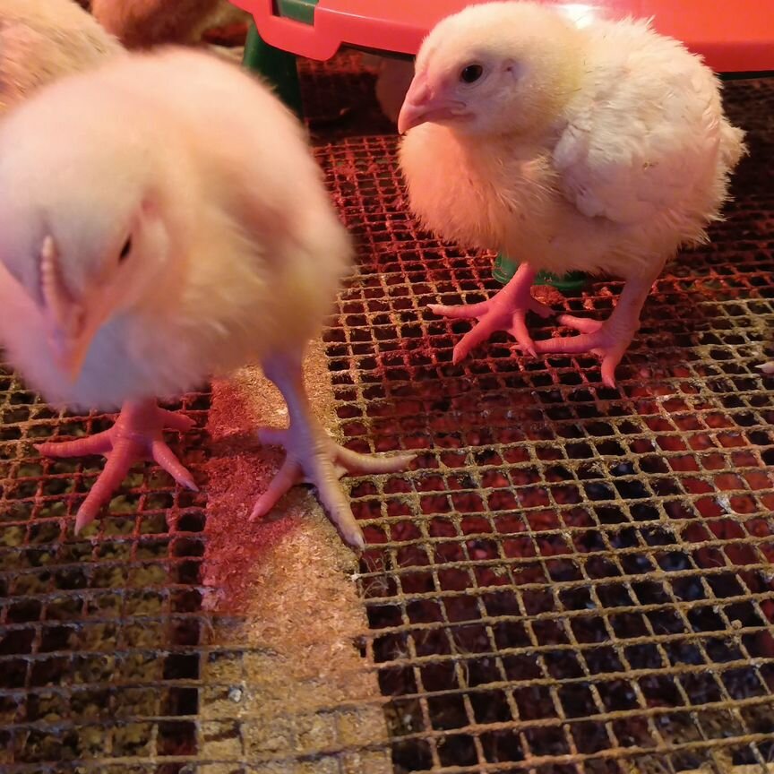 Бройлер подрощенный росс 308