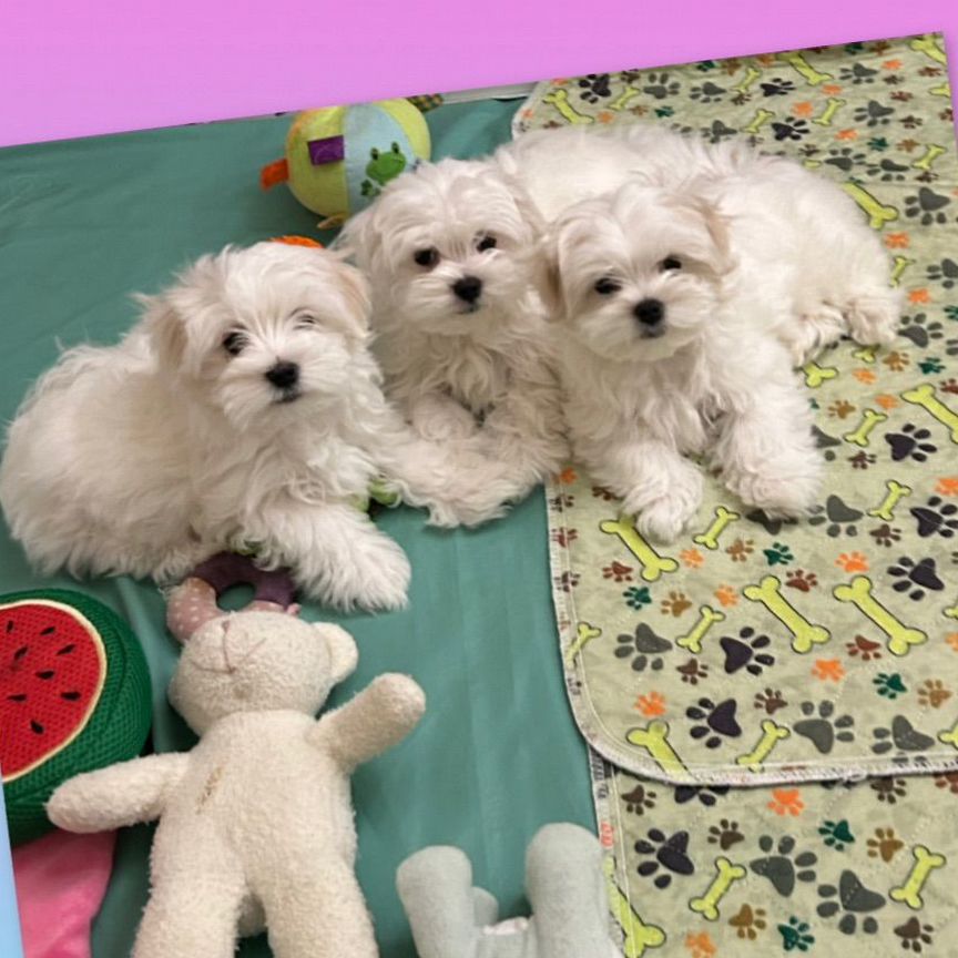 Мальтийская болонка, щенок