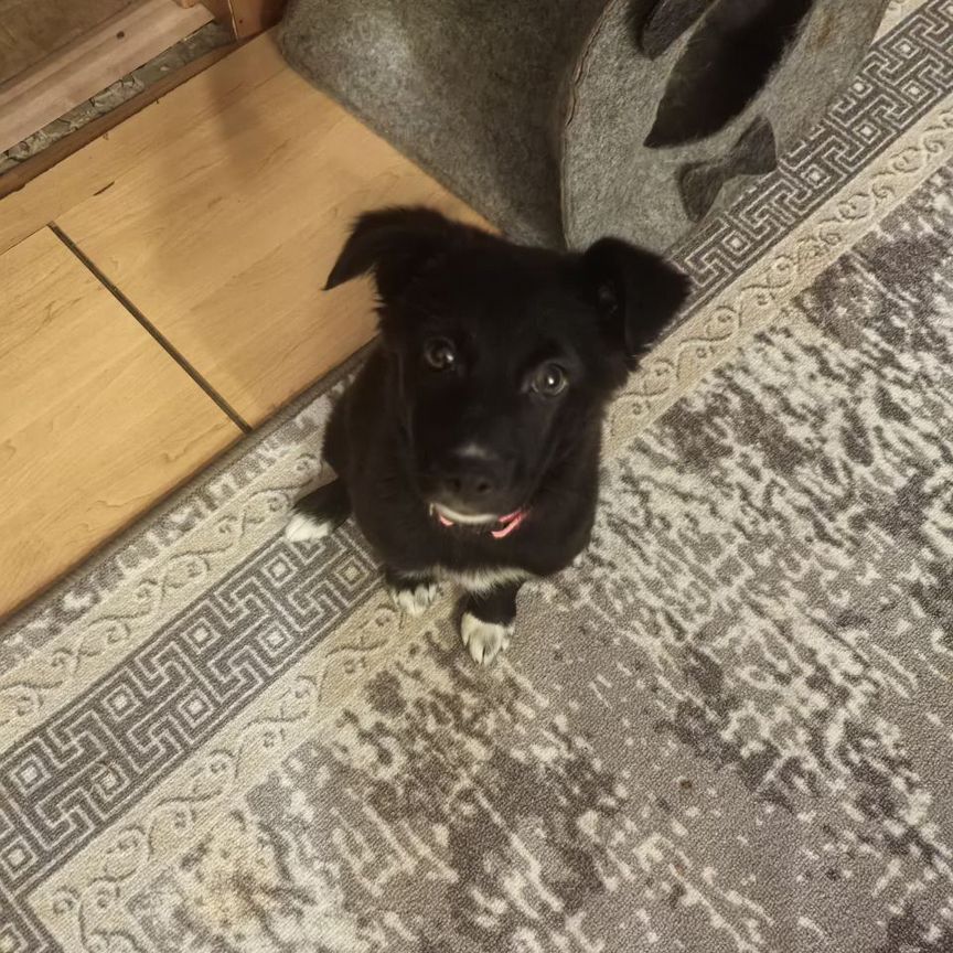 Щенок в добрые руки