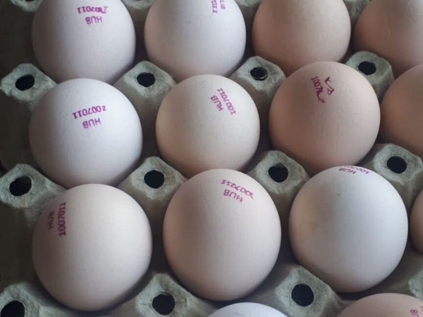 Цыплята Рос308, яйцо инкуб. Московская черная