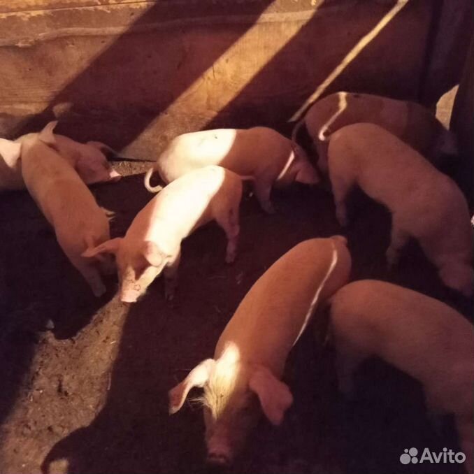 Продам поросят ландрас с русской белой