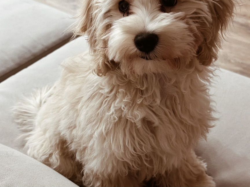 Мальтипу f1 мальчик