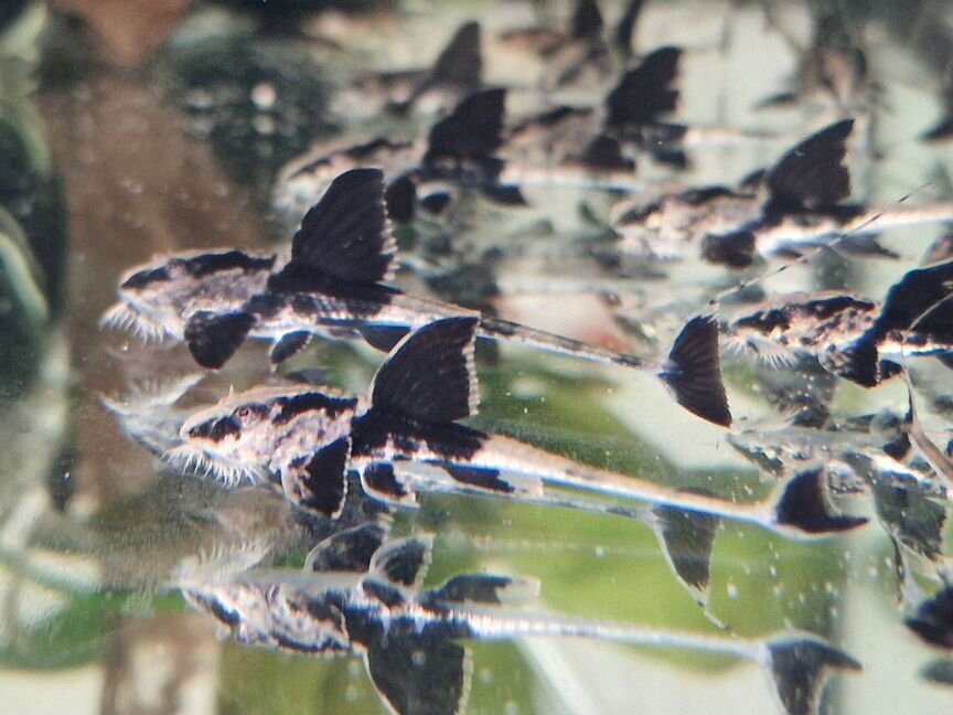 Ринелорикария колумбийская