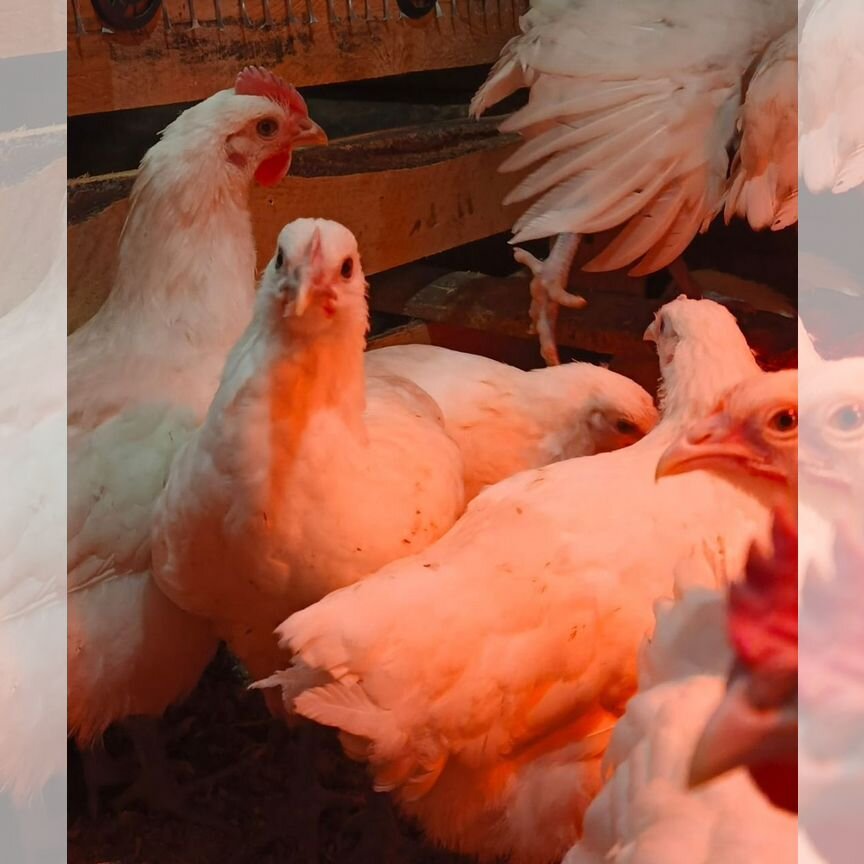 Куры молодки Брессгальская белая