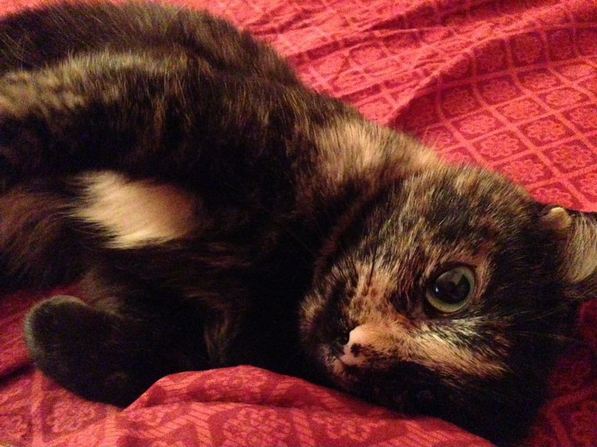 Кошки с приданым