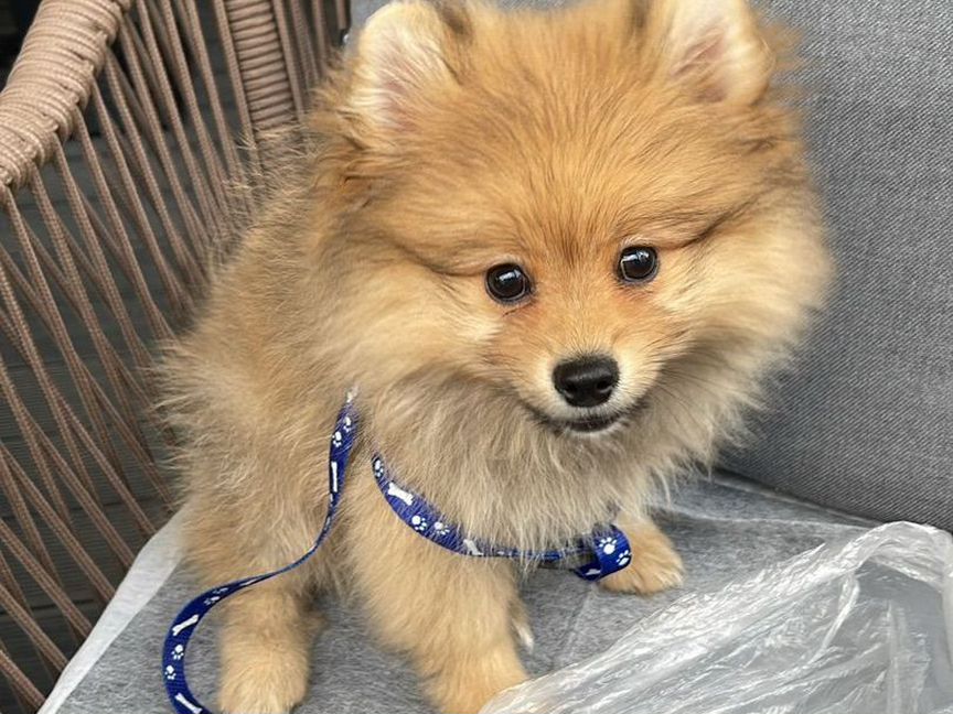 Померанский шпиц