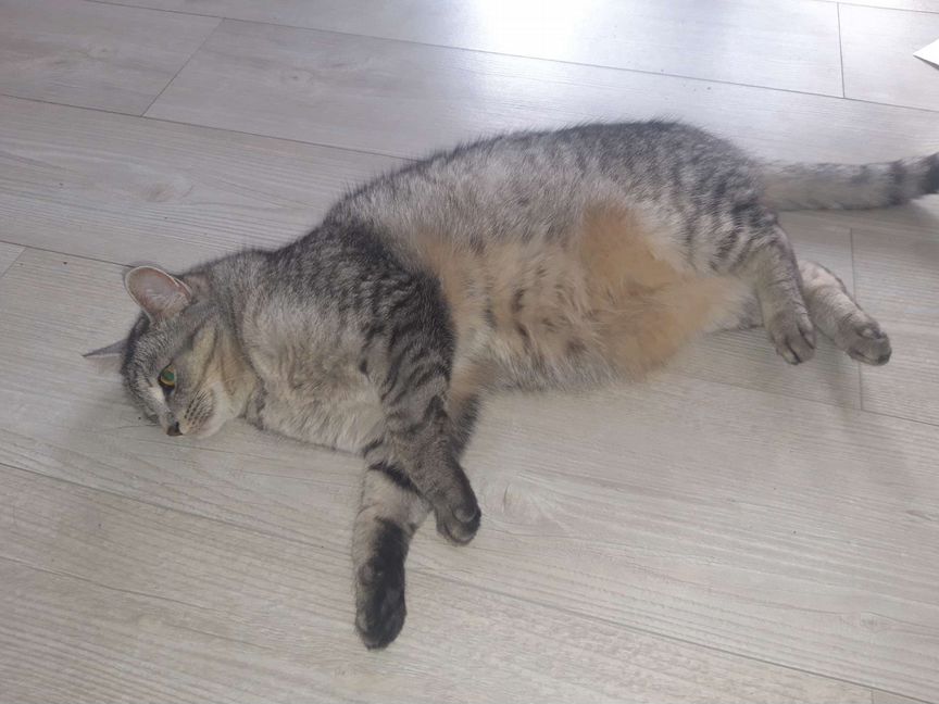 Кошечка смесь с британской 3 года в добрые руки