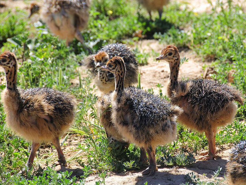 Птенцы страуса
