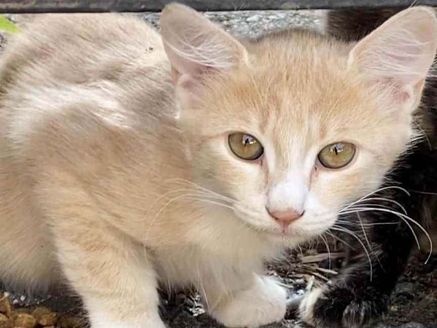 Котенок замерзает на улице