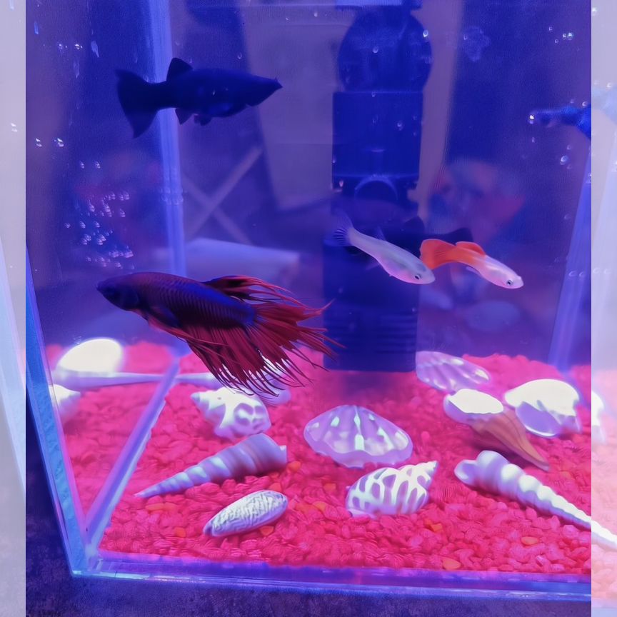 Аквариумные рыбки гуппи петушки моллинезии